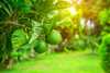 Mission | Peakopia Produce
